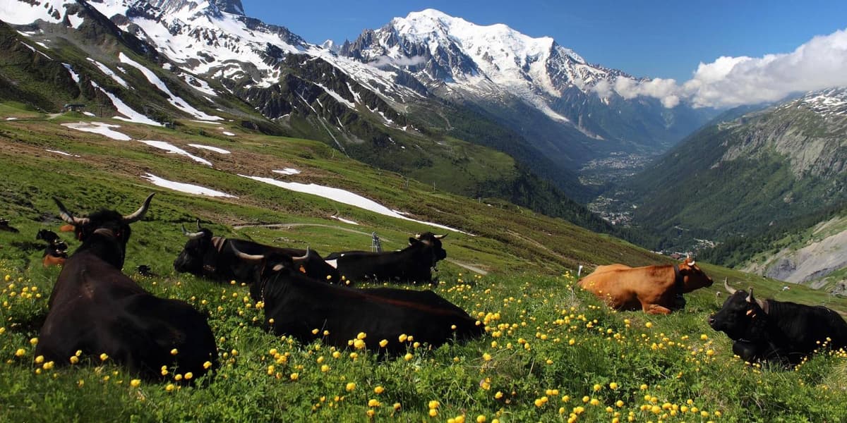 Mont Blanc (France) - Facts for Kids (+ Free Printables) | ToriToriPadi